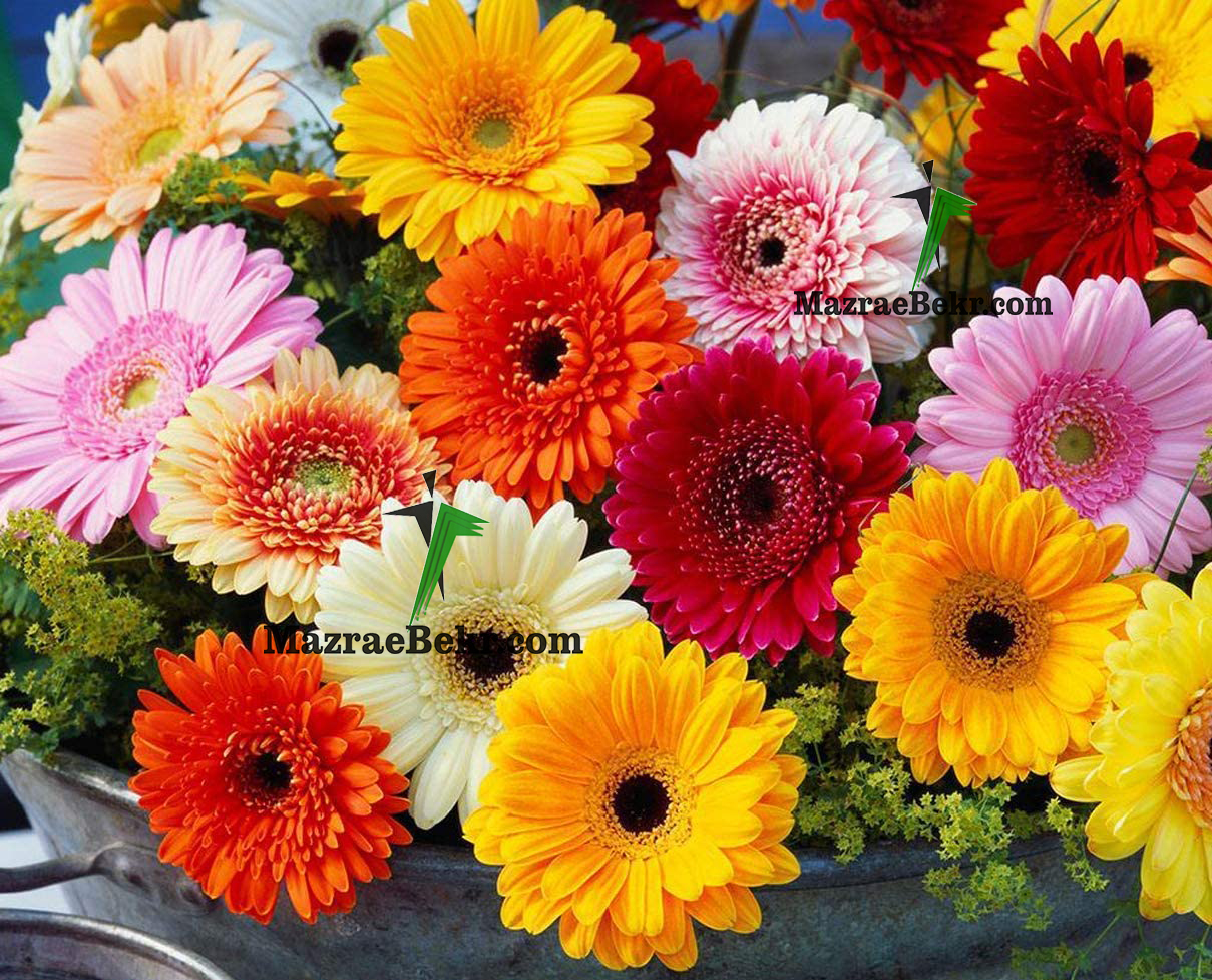 Gerbera Flower Cultivation In India | Best Flower Site